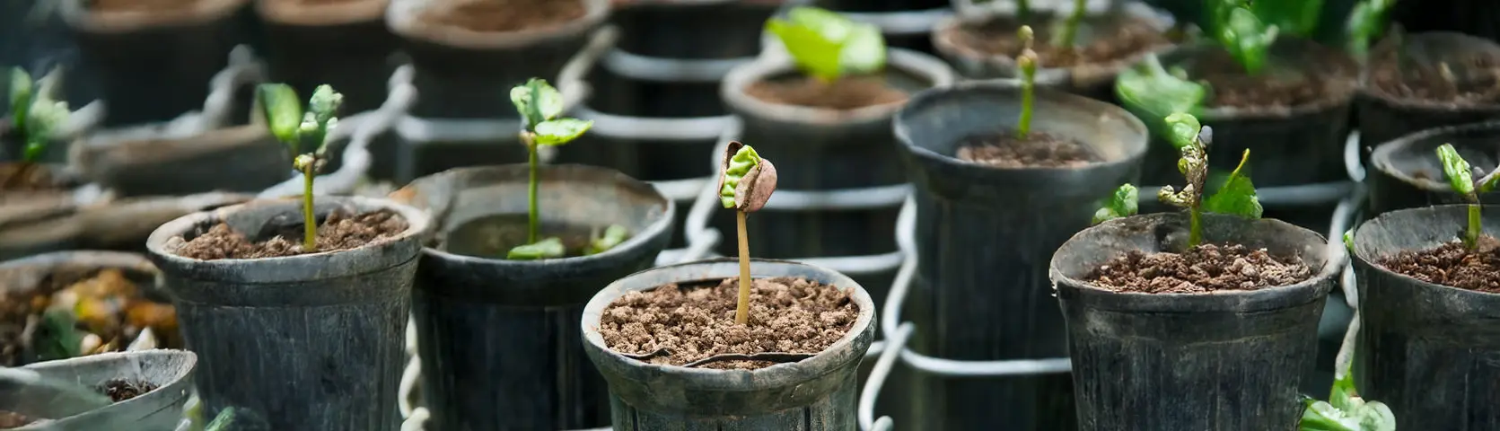 A Guide to Sustainable Coffee Farming Practices | Pure Coffee