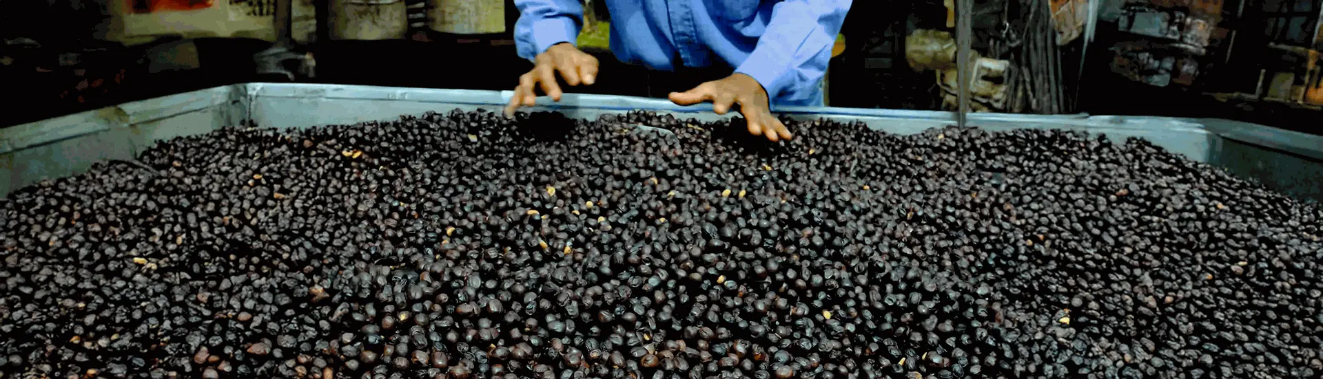 Anaerobic Coffee Processing: Unlocking New Dimensions of Flavor | Pure ...