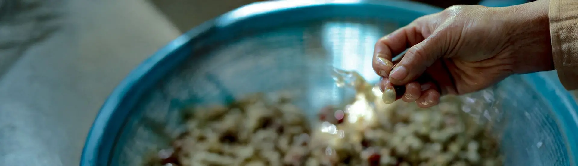 Yeast Coffee Fermentation: Unlocking New Layers of Flavor | Pure Coffee