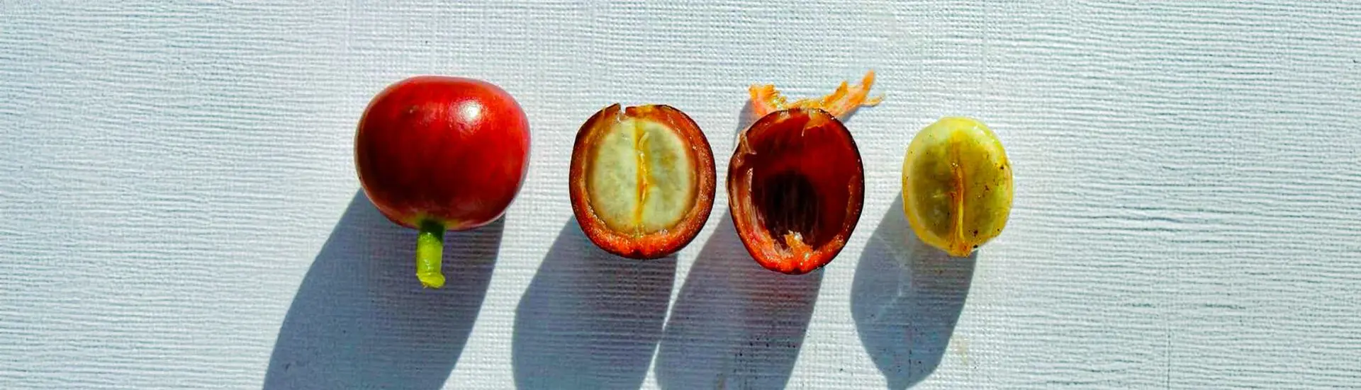 Understanding Coffee Cherry Anatomy: A Journey Inside the Bean | Pure ...